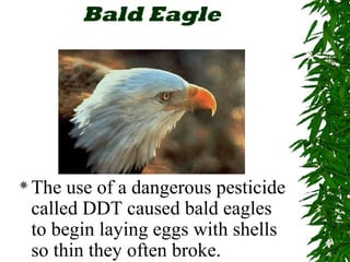 Endangered Animals Presentation By Athira MR | PPT