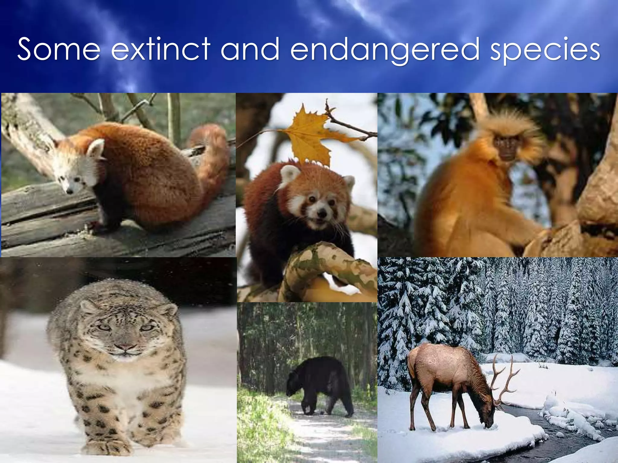 Extinct and Endangered species | PPTX