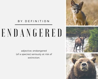 Endangered species | PPT