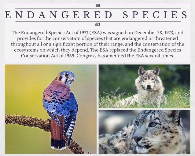Endangered species | PPT