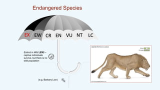 Endangered Species | PPT