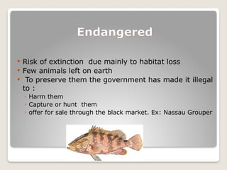 Endangered Species PowerPoint Presentation | PPTX