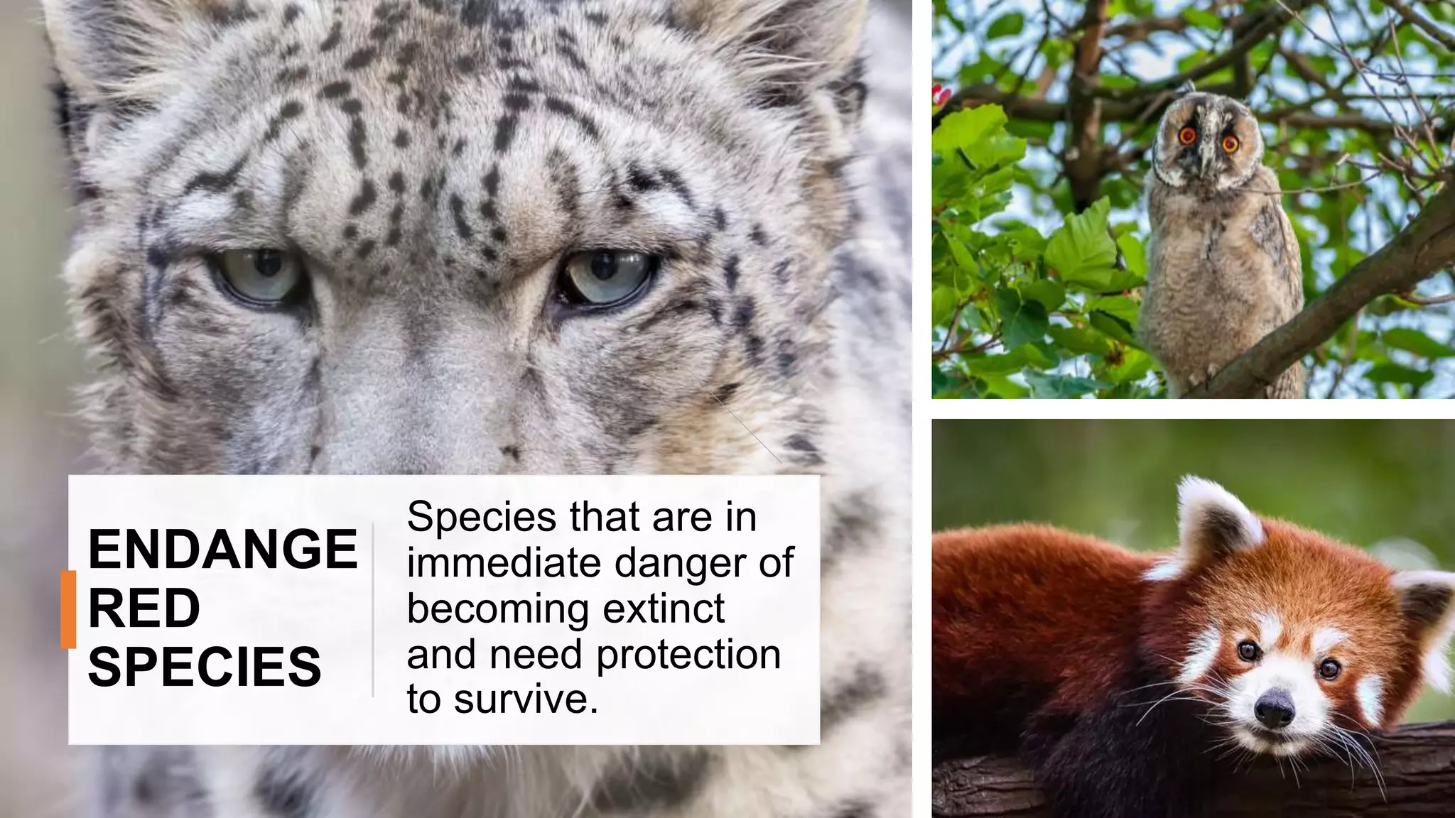 Endangered Species-Earth Day.pptx