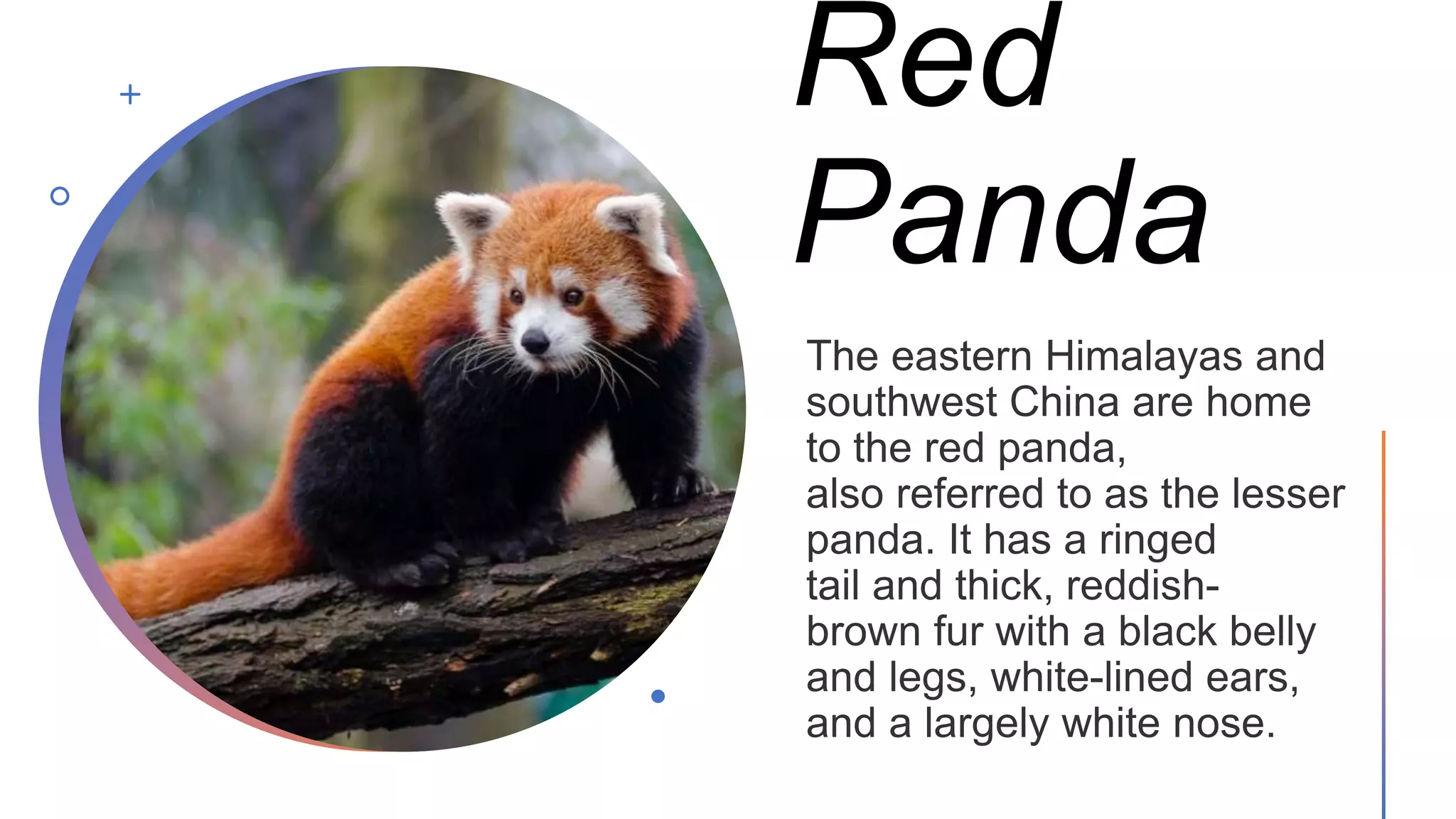 Endangered Species-Earth Day.pptx
