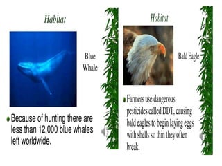 Endangered species final&comprehensive presentation for pbl-term2-by ...