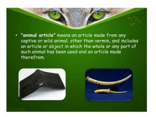 Endangered species final&comprehensive presentation for pbl-term2-by ...