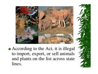 Endangered species final&comprehensive presentation for pbl-term2-by ...