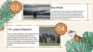 Endangered Species.pdf