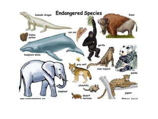 Endangered species 3 animal | PPT