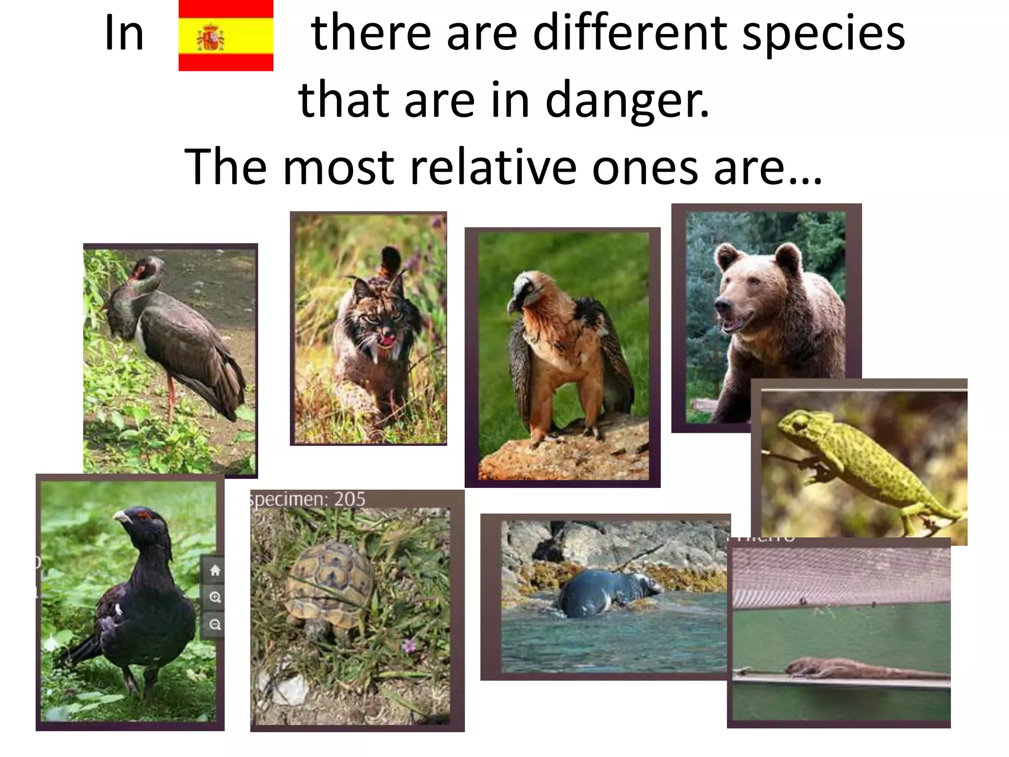 Endangered species in spain map | PPSX
