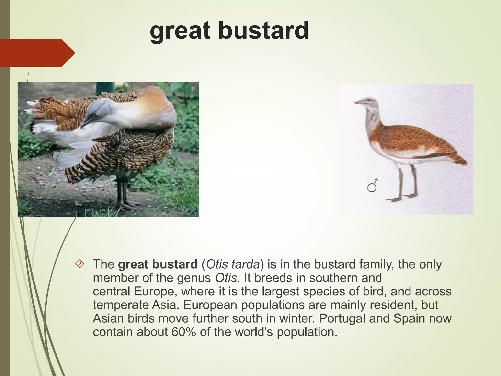Endangered species in ukraine | PPTX