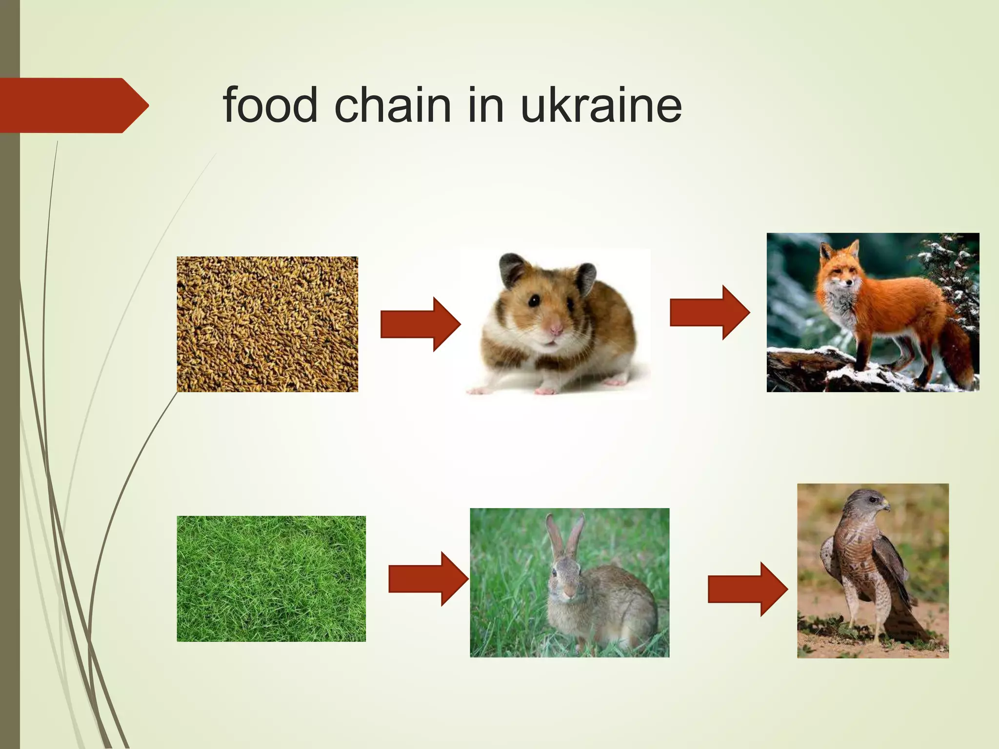 Endangered species in ukraine | PPTX