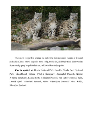 Endangered Species Of Animals presentation | DOC