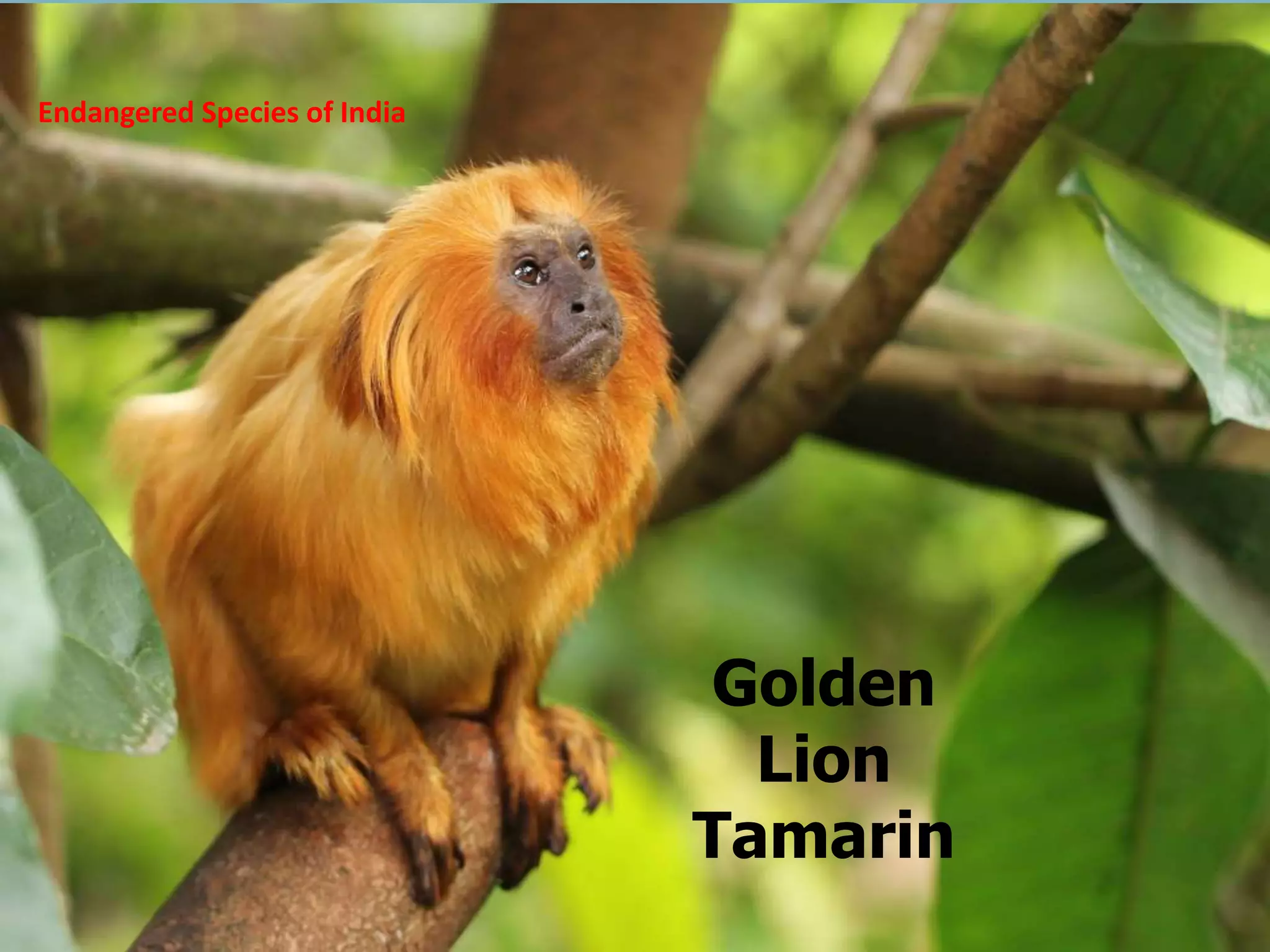 Endangered species of india | PPTX