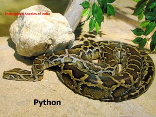 Endangered species of india | PPTX