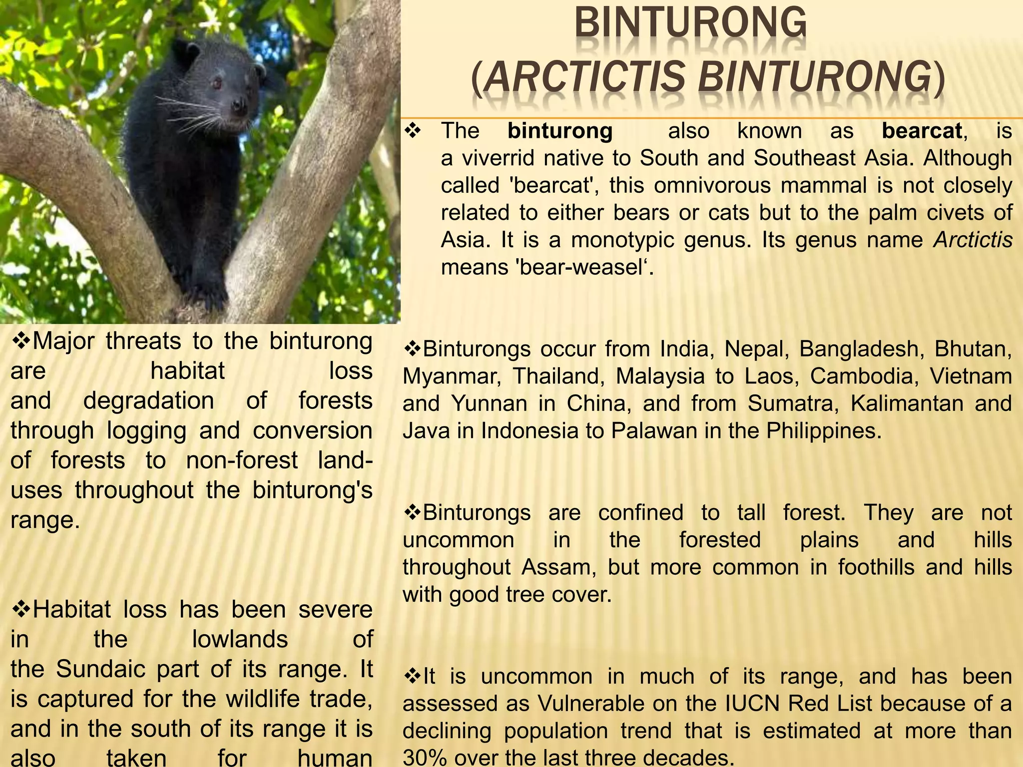 Endangered species of indonesia | PPTX