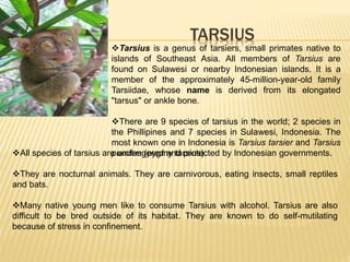 Endangered species of indonesia | PPTX