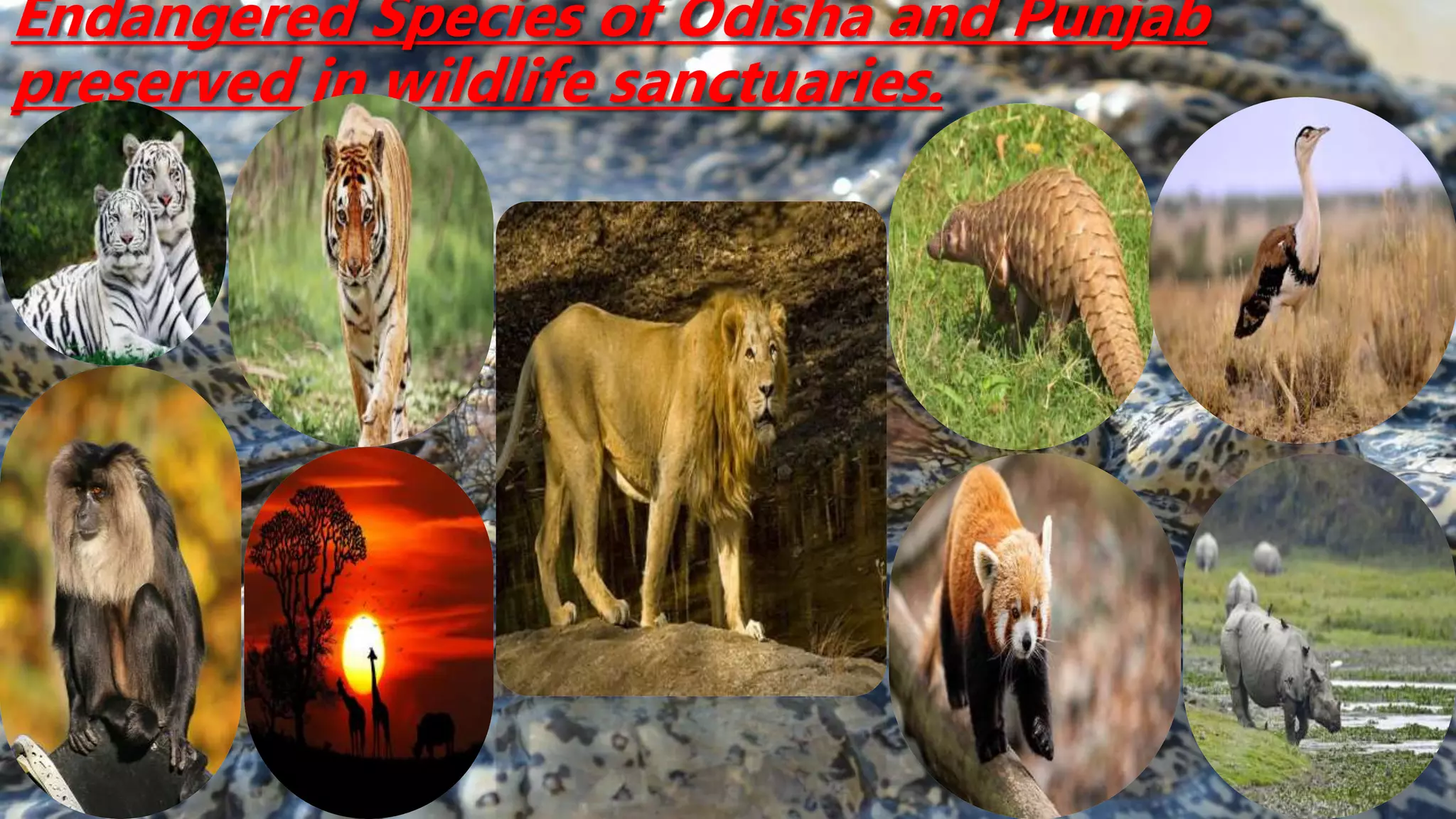 Endangered Species of Odisha and Punjab preserved in.pptx
