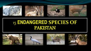 Endangered species of pakistan | PPTX
