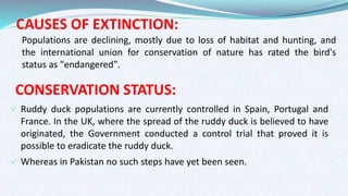 Endangered species of pakistan | PPTX