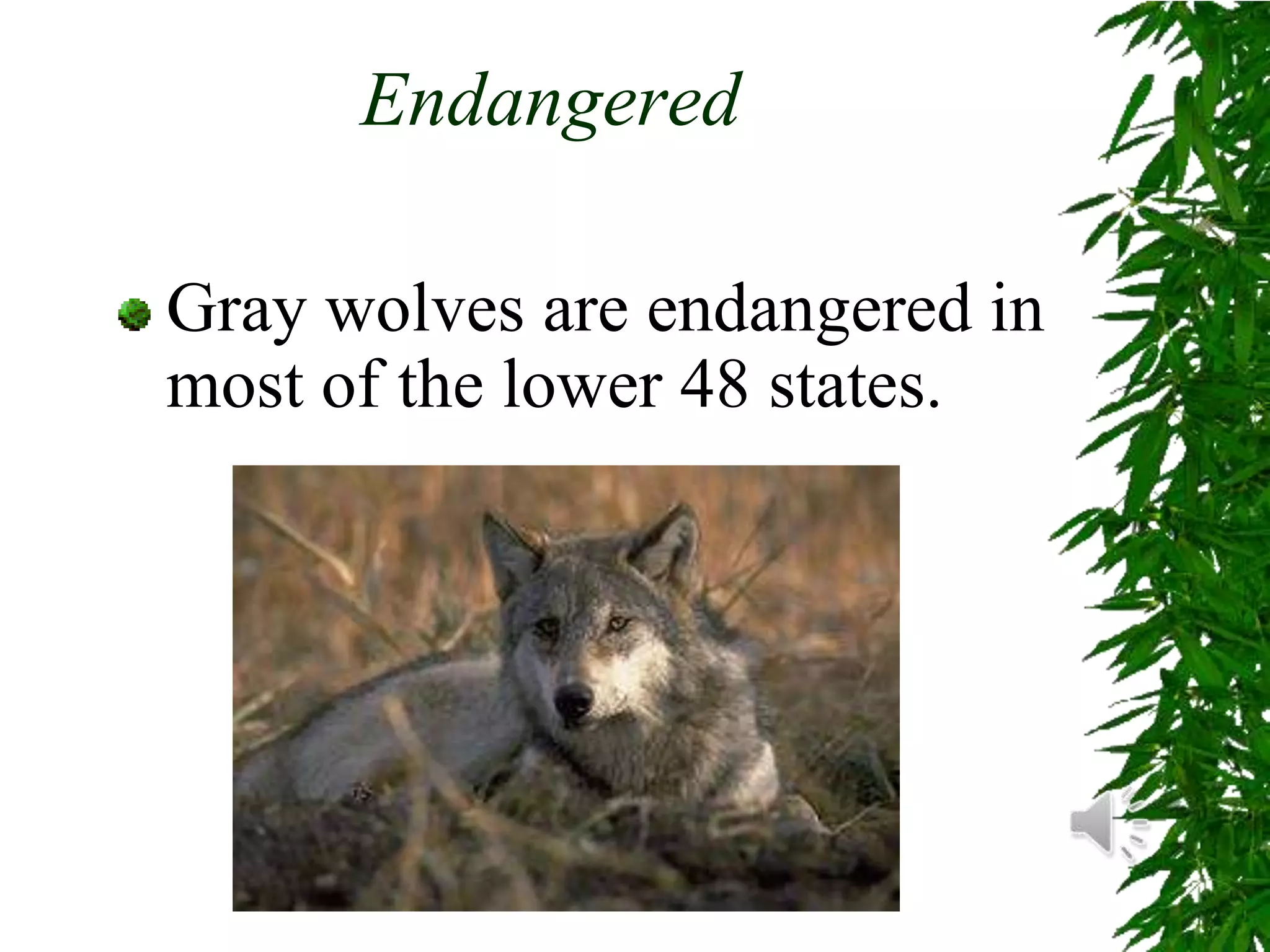 Endangered species powerpoint | PPTX