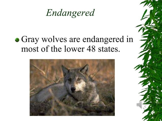 Endangered species powerpoint | PPTX