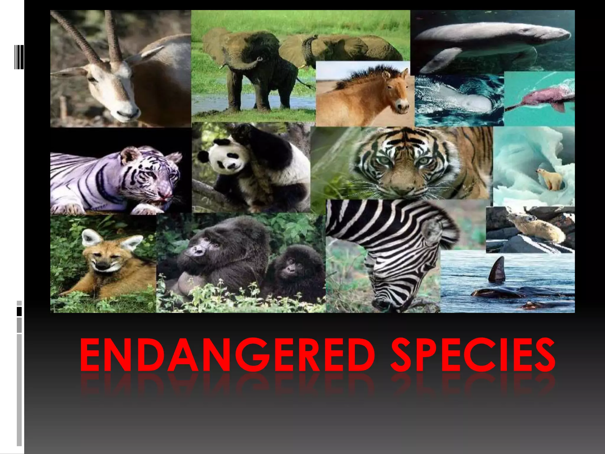Endangered species powerpoint blog | PPTX