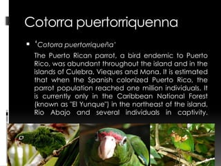 Endangered species powerpoint blog | PPTX