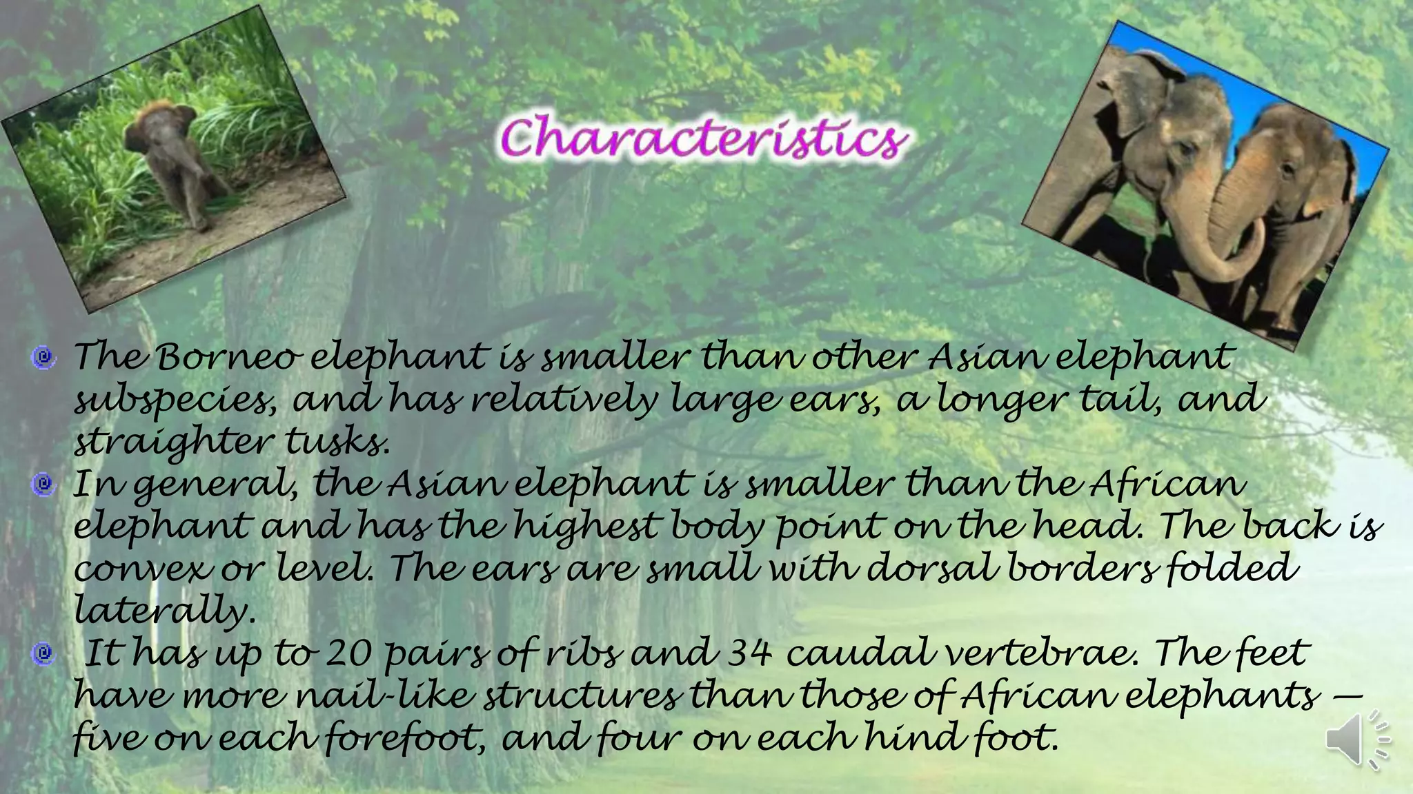 Endangered Species : Power Point Presentation | PPTX