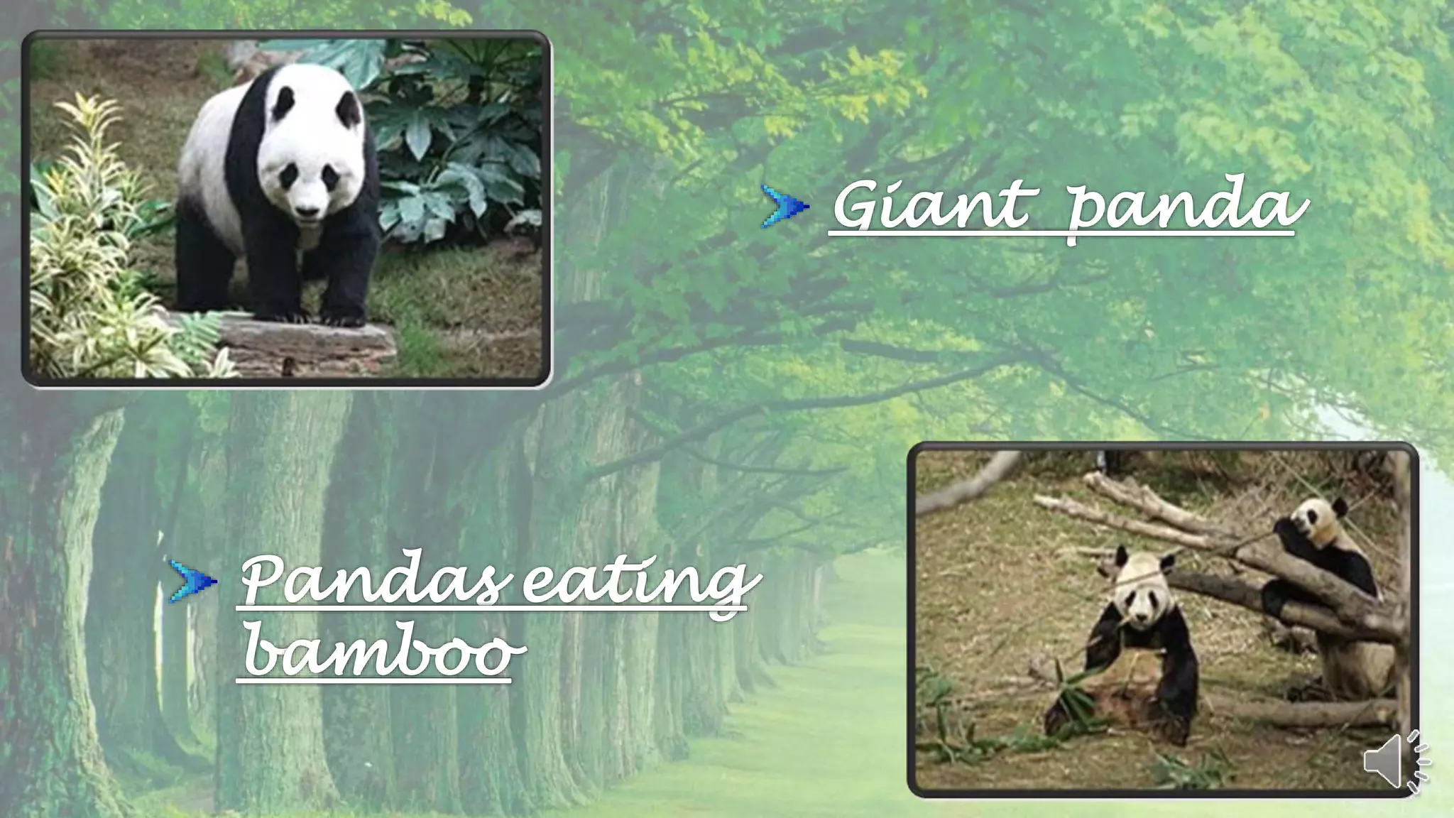 Endangered Species : Power Point Presentation | PPTX