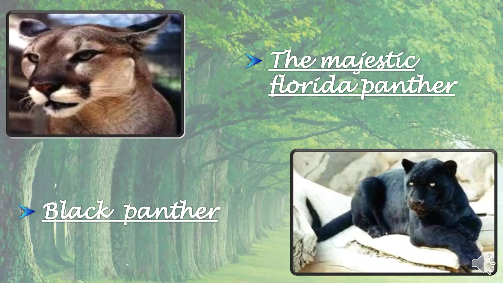 Endangered Species : Power Point Presentation | PPTX