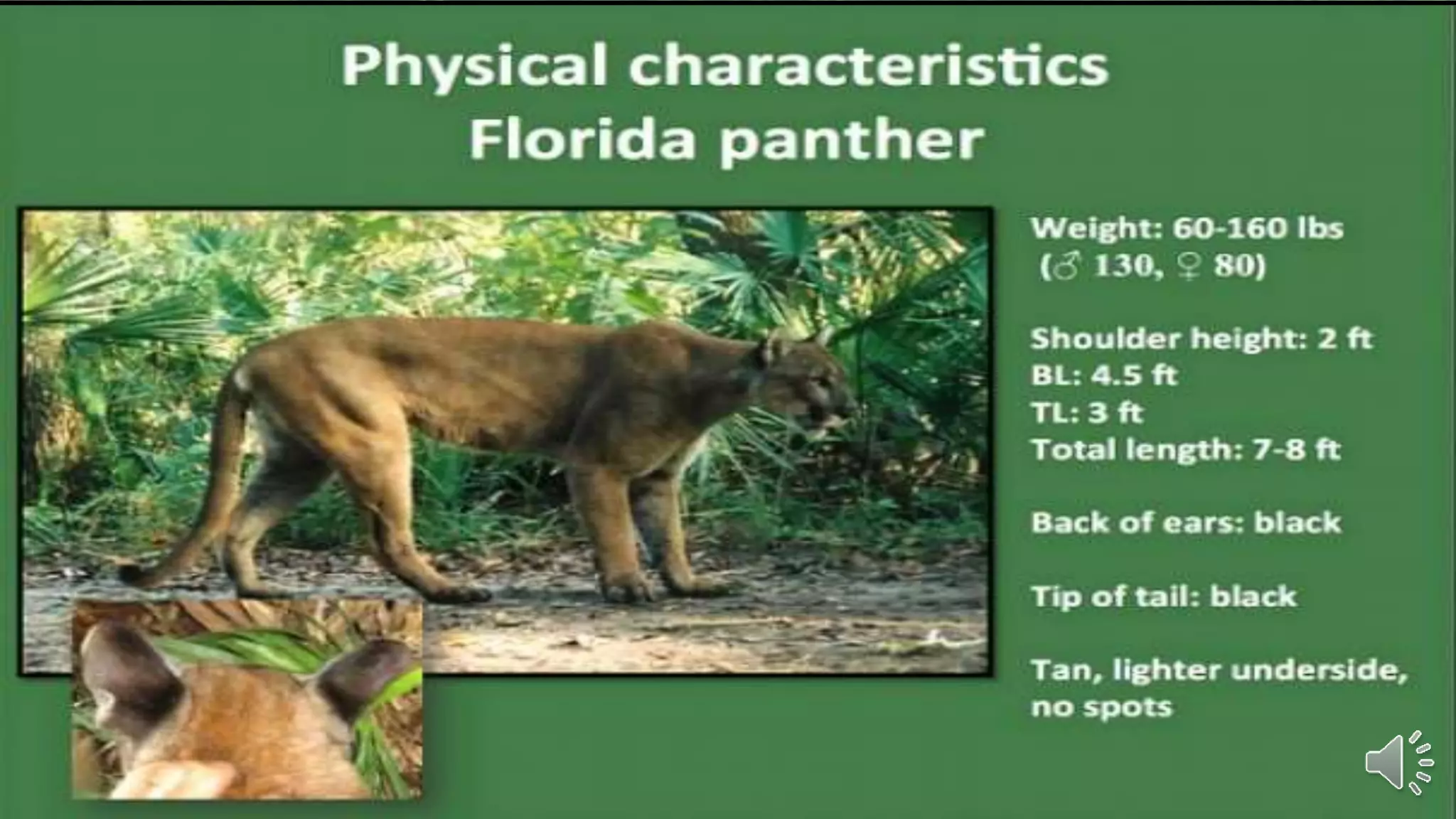 Endangered Species : Power Point Presentation | PPTX