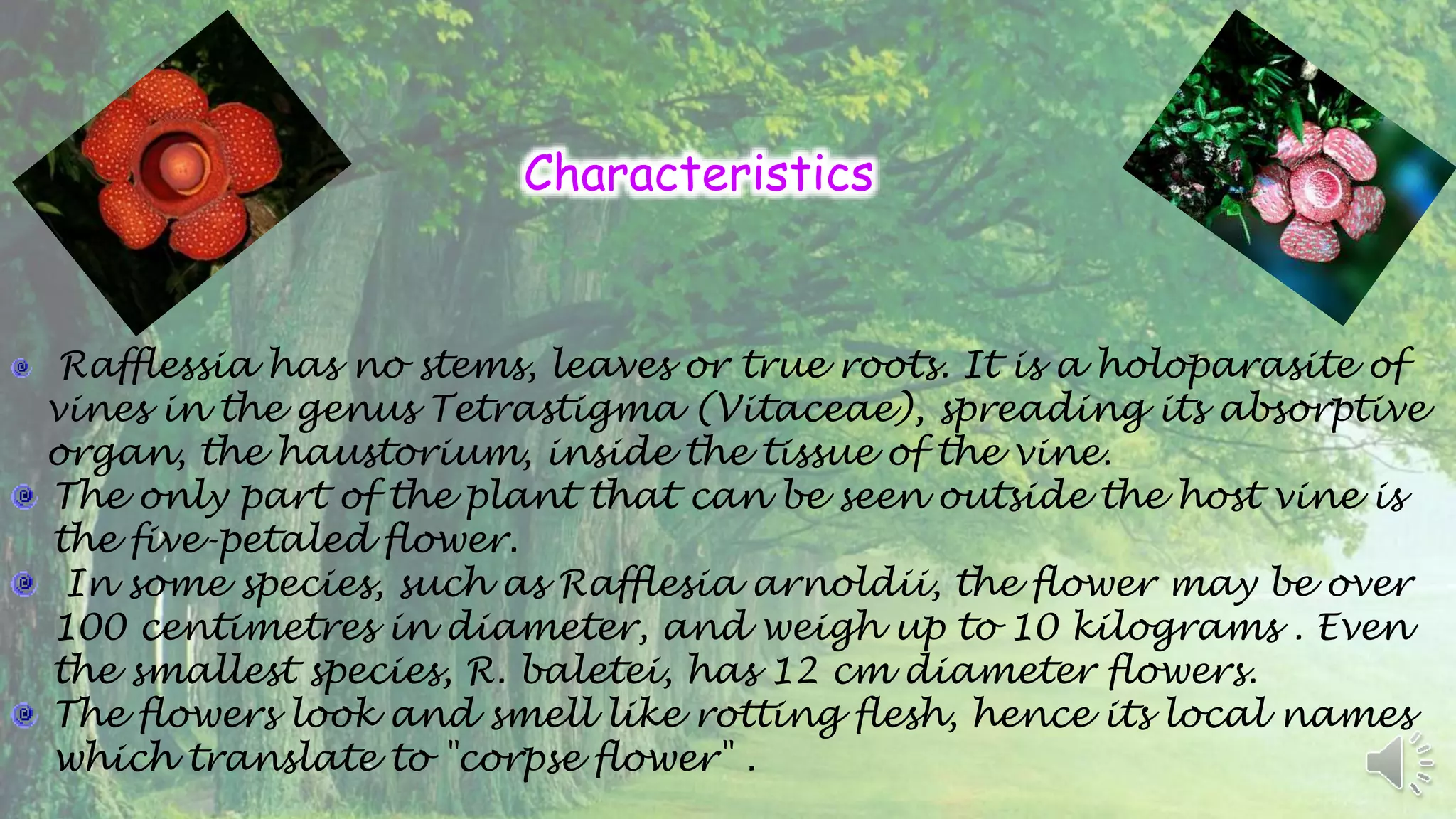 Endangered Species : Power Point Presentation | PPTX