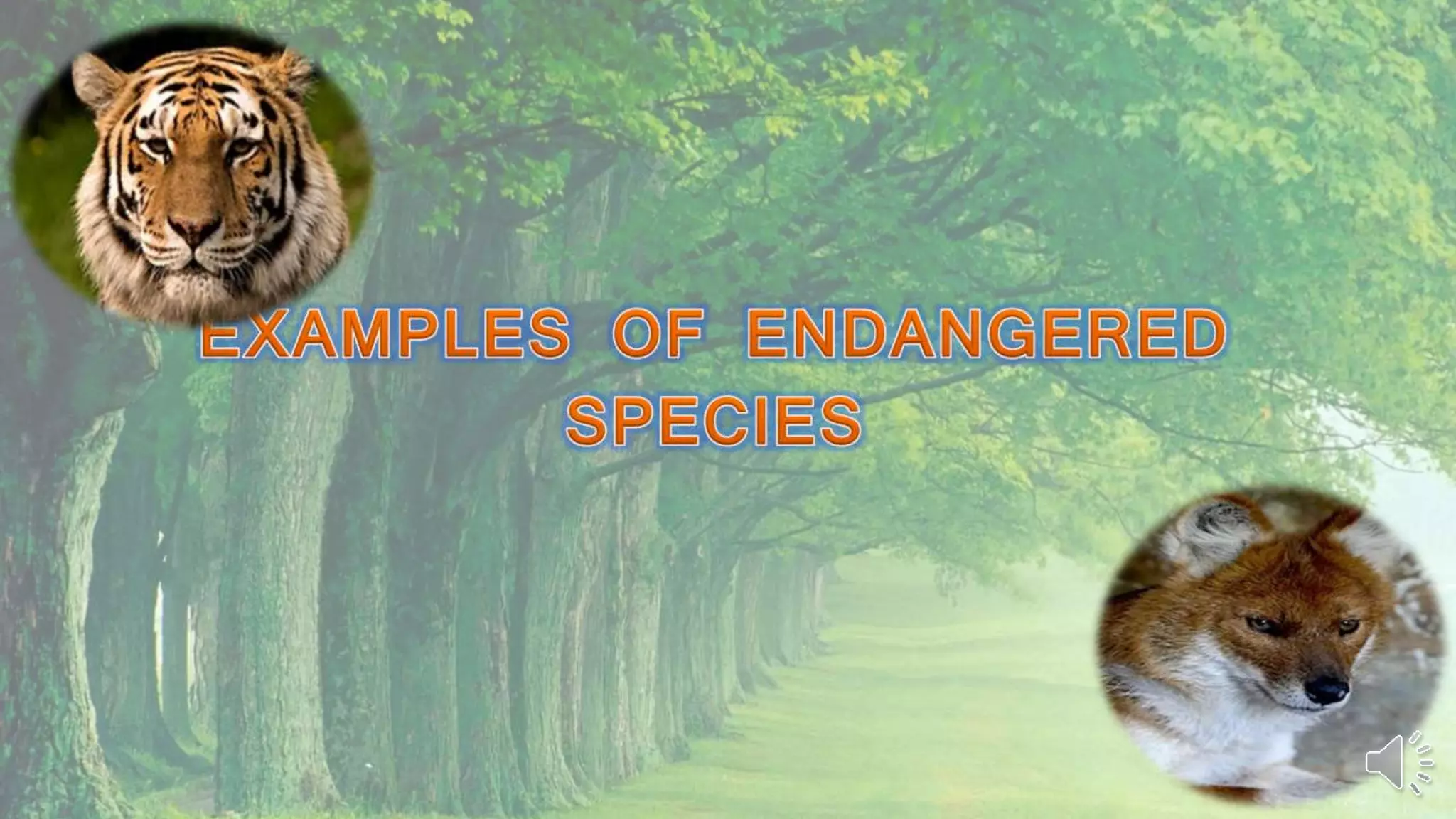 Endangered Species : Power Point Presentation | PPTX