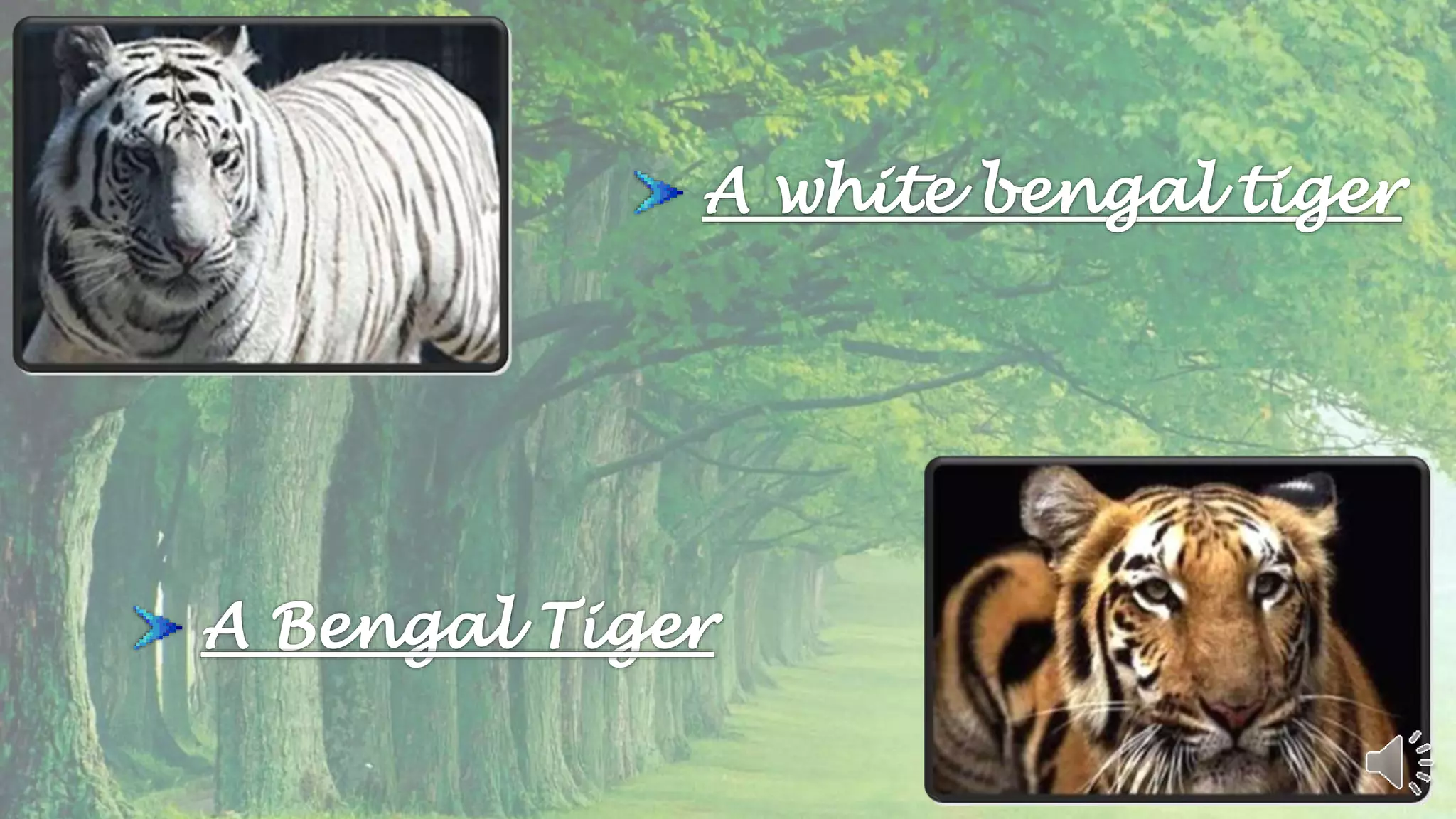 Endangered Species : Power Point Presentation | PPTX