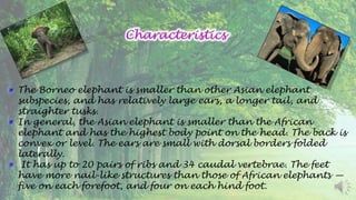 Endangered Species : Power Point Presentation | PPTX