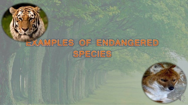 Endangered Species : Power Point Presentation