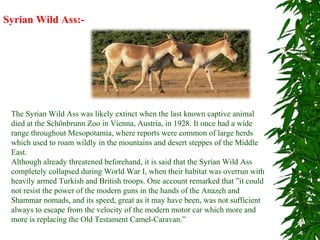 Endangered species presentation- | PPT