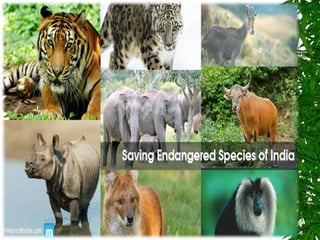 Endangered species presentation- | PPT