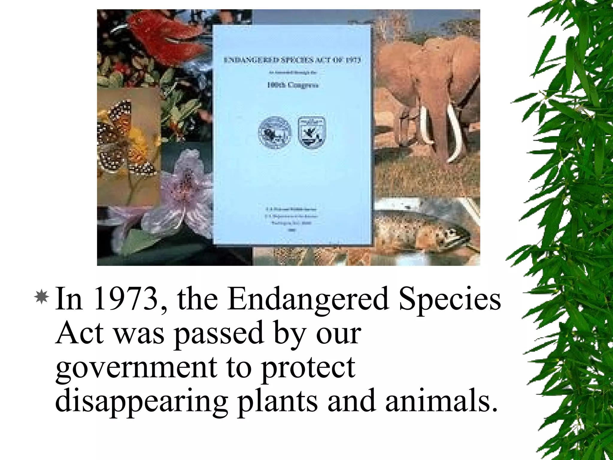 Endangered species presentation | PPT