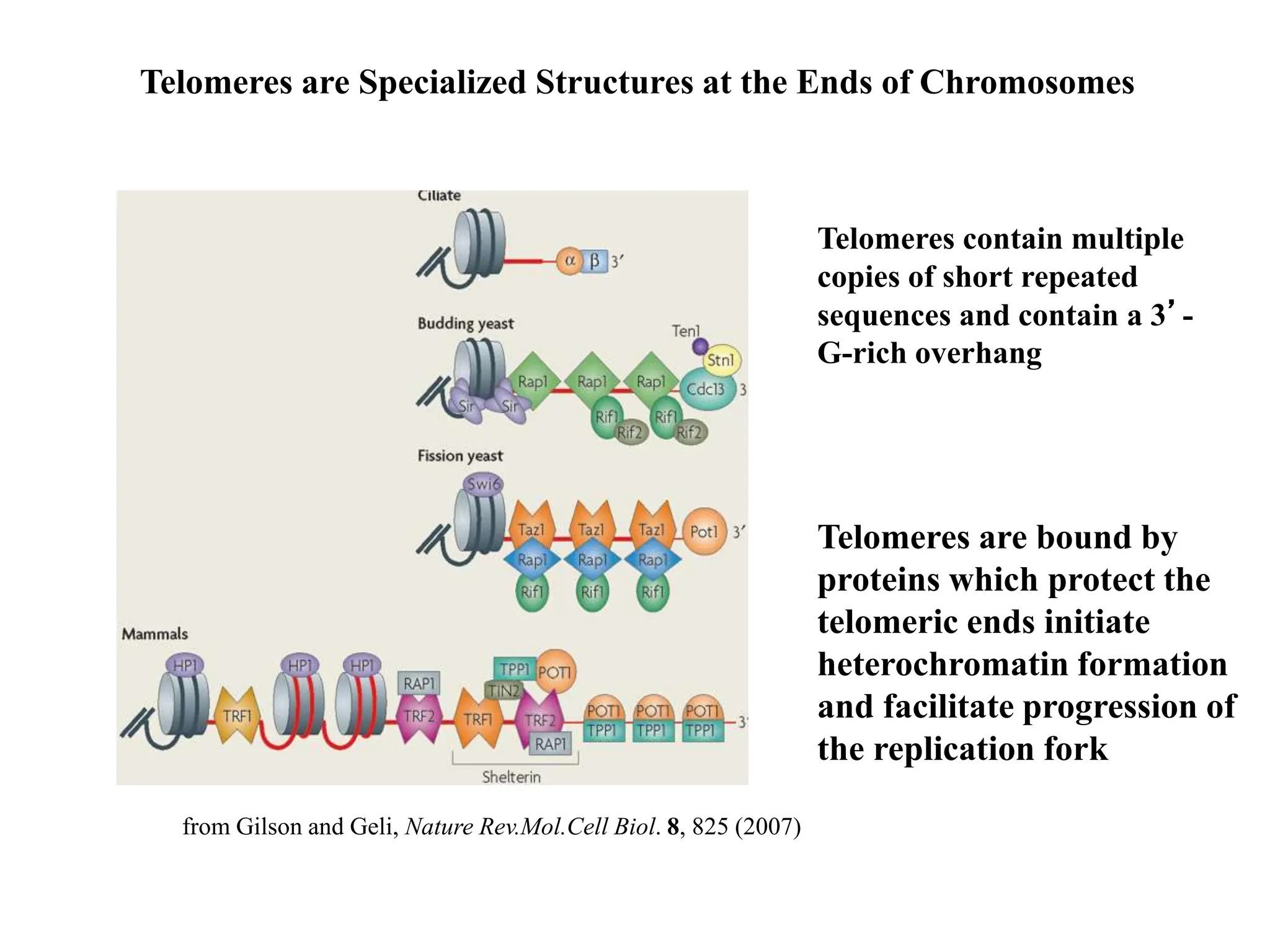 End DNA replication in prokaryotes mechanism | PPT