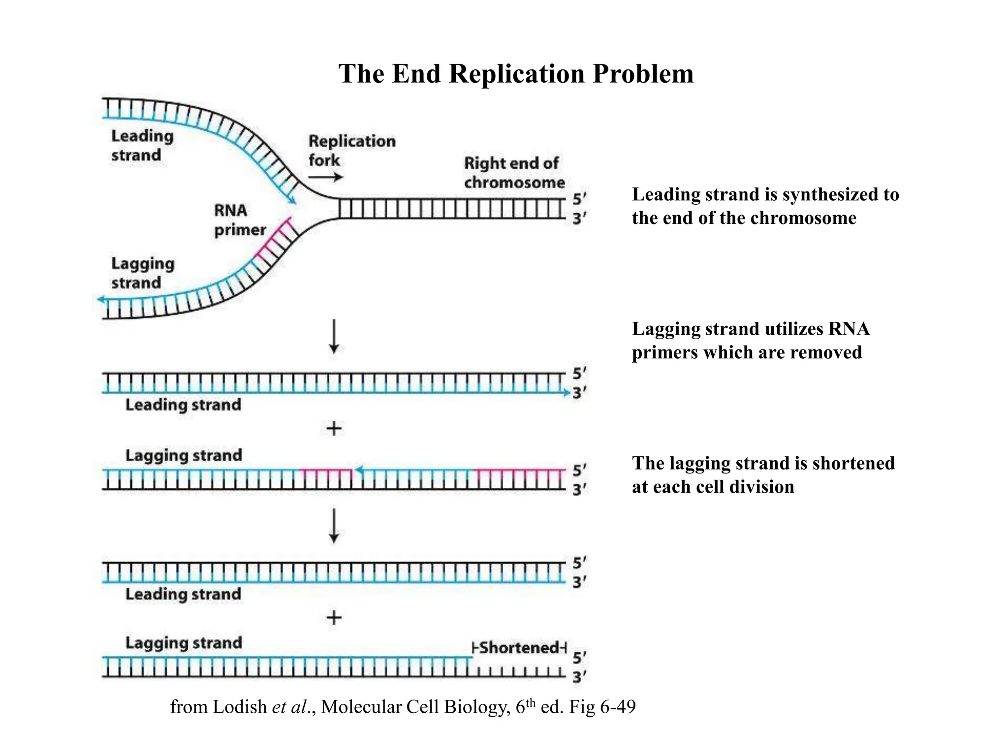 End DNA replication in prokaryotes mechanism | PPT