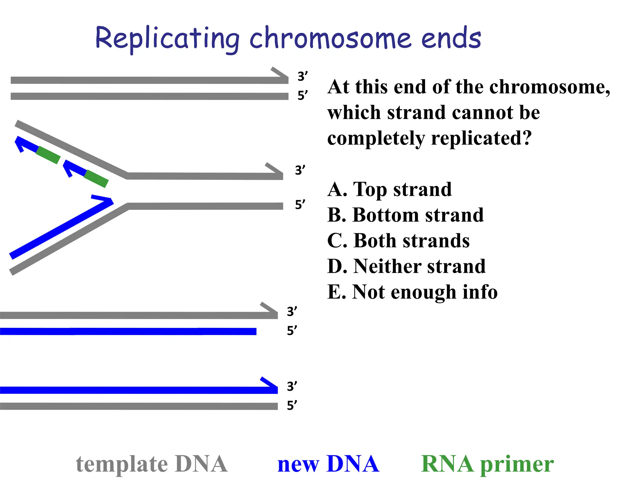 End DNA replication in prokaryotes mechanism | PPT