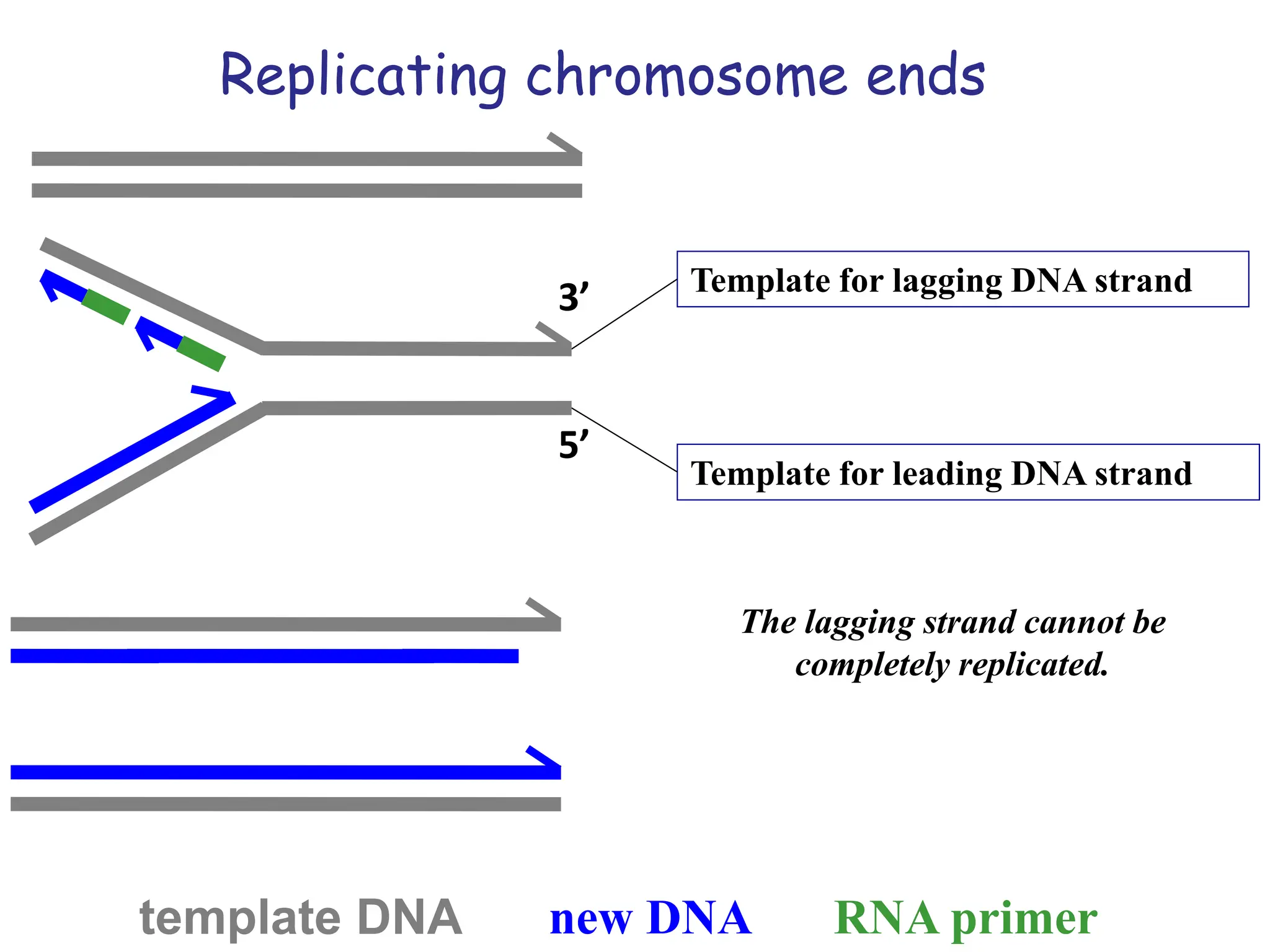 End DNA replication in prokaryotes mechanism | PPT
