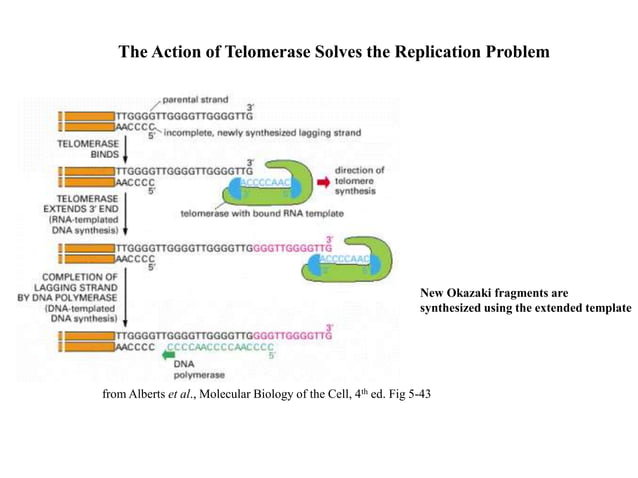 End DNA replication in prokaryotes mechanism | PPT