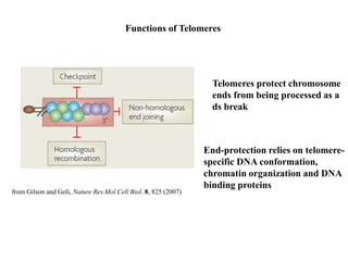 End DNA replication in prokaryotes mechanism | PPT