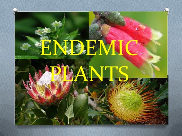 Australia s Endemic Species australia-s-endemic-species