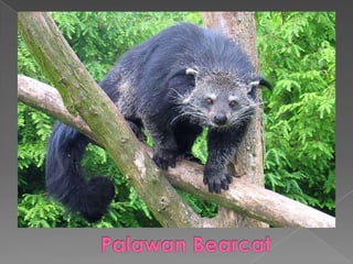 Endemic animals | PPT