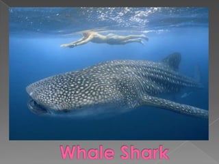 Endemic animals | PPT