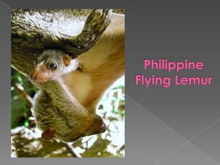 Endemic animals | PPT
